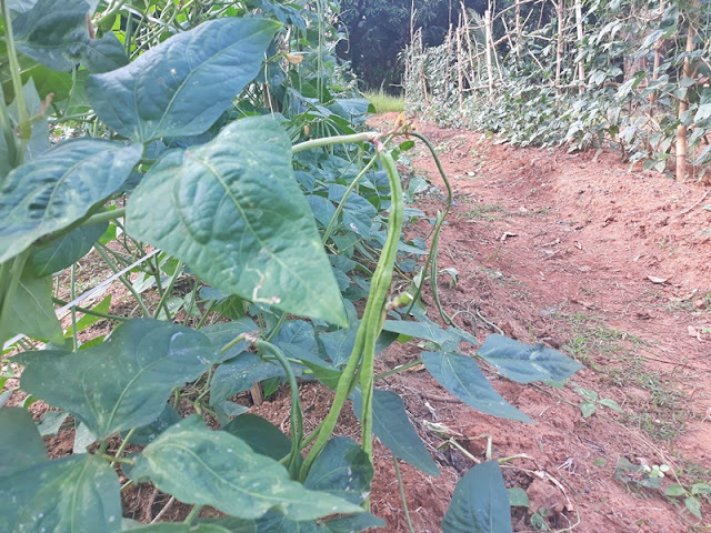 Punta Belle Nature Resort and Farm Adventure in Bataan | Playing Tourist