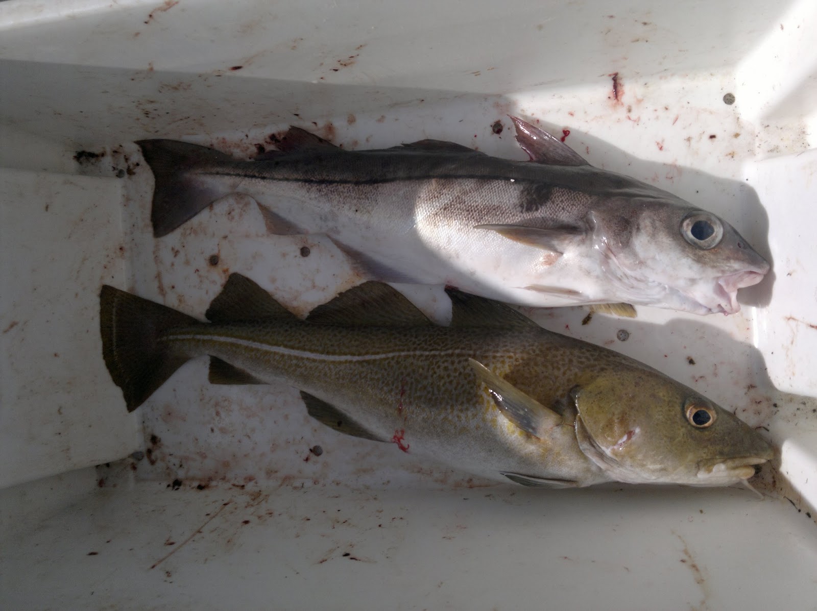 Velkommen til havfisken.: Hyse og torsk på pilk.
