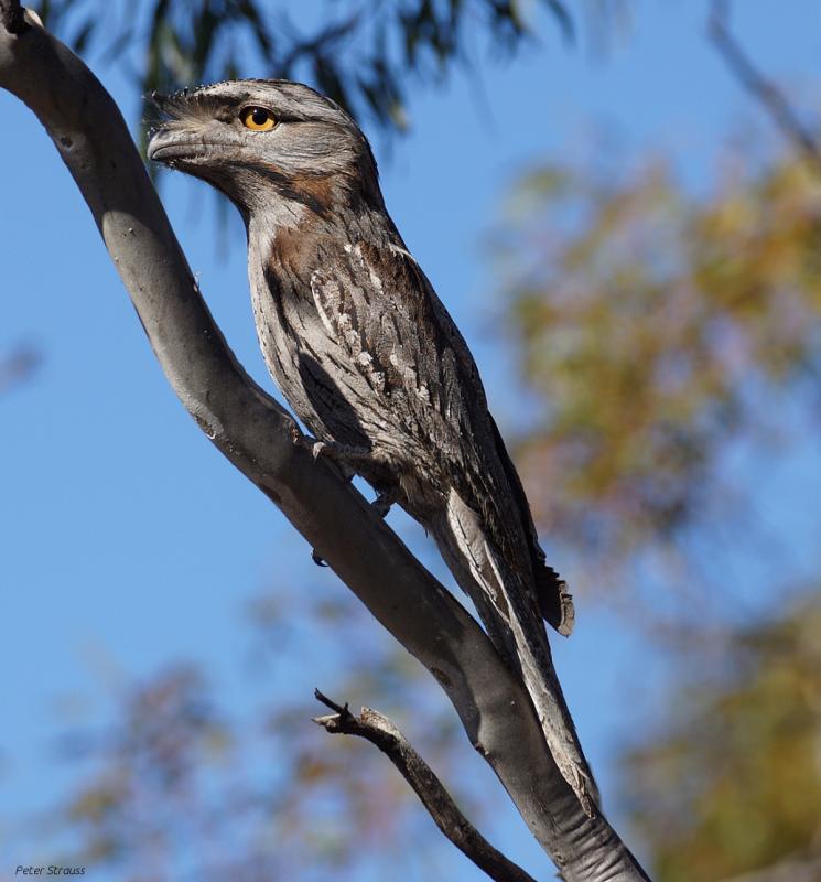 Tierra de cucos, cuclillos, críalos, turacos: Podargo australiano (Podargus strigoides)