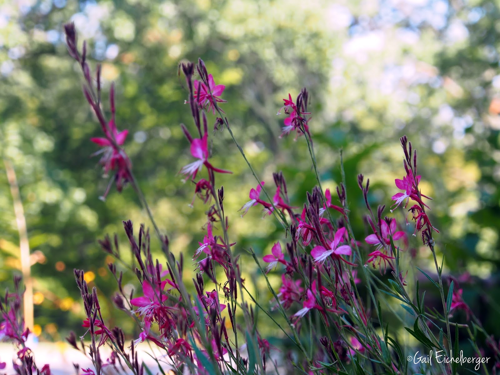 clay and limestone: Gaura is finally happy in the garden
