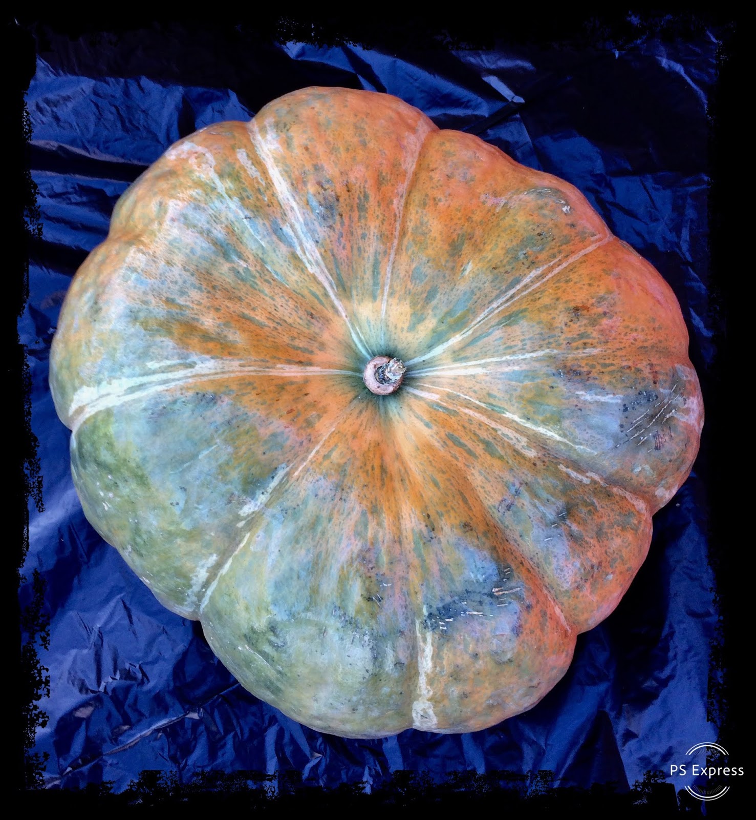 DIY Pumpkin Succulent Centerpiece