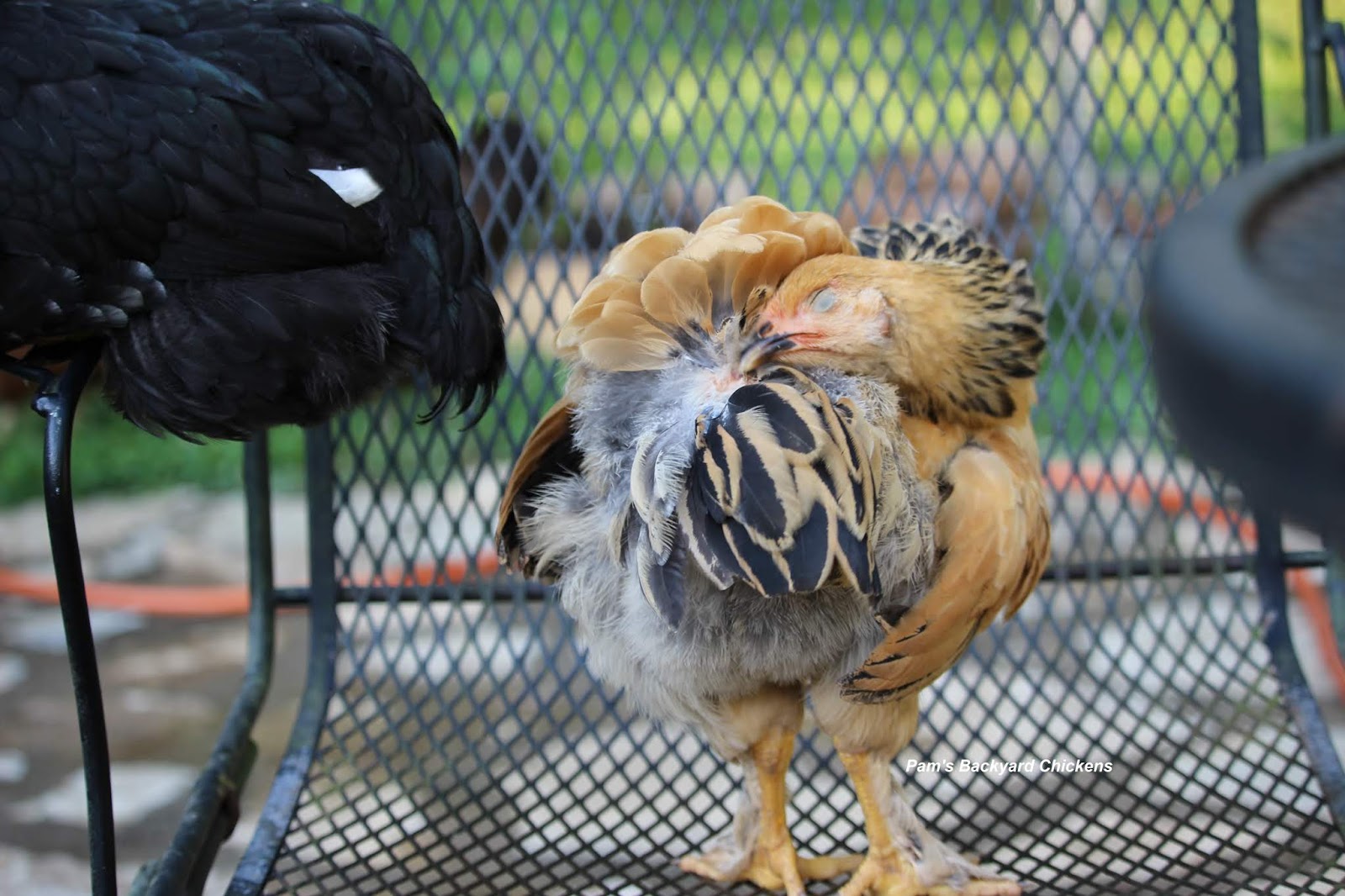 Pam's Backyard Chickens: What is the Preen Gland on a Chicken?