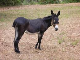 Descrizione: Mulo • Scuolissima.com