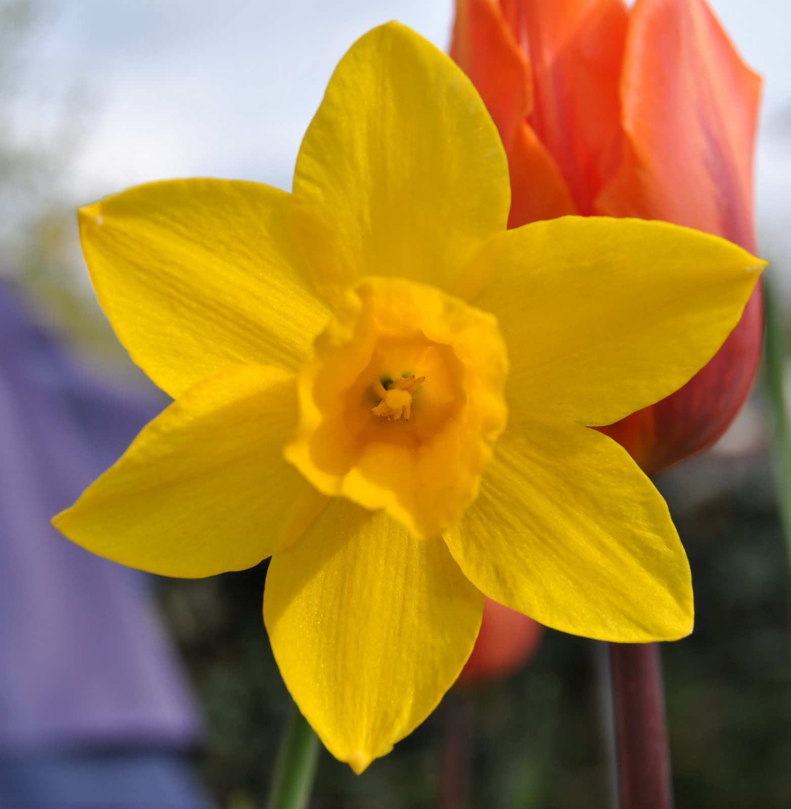 Fotos e Imagenes: Narciso