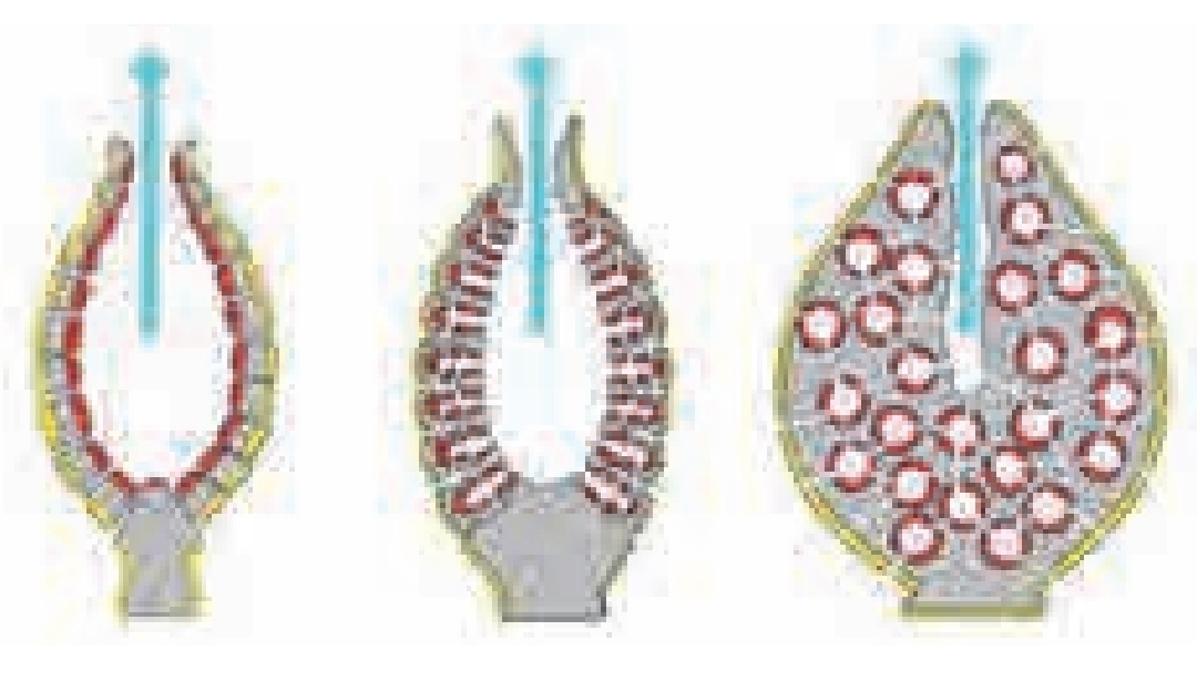 Biology - Kingdom Animalia - Full explanation
