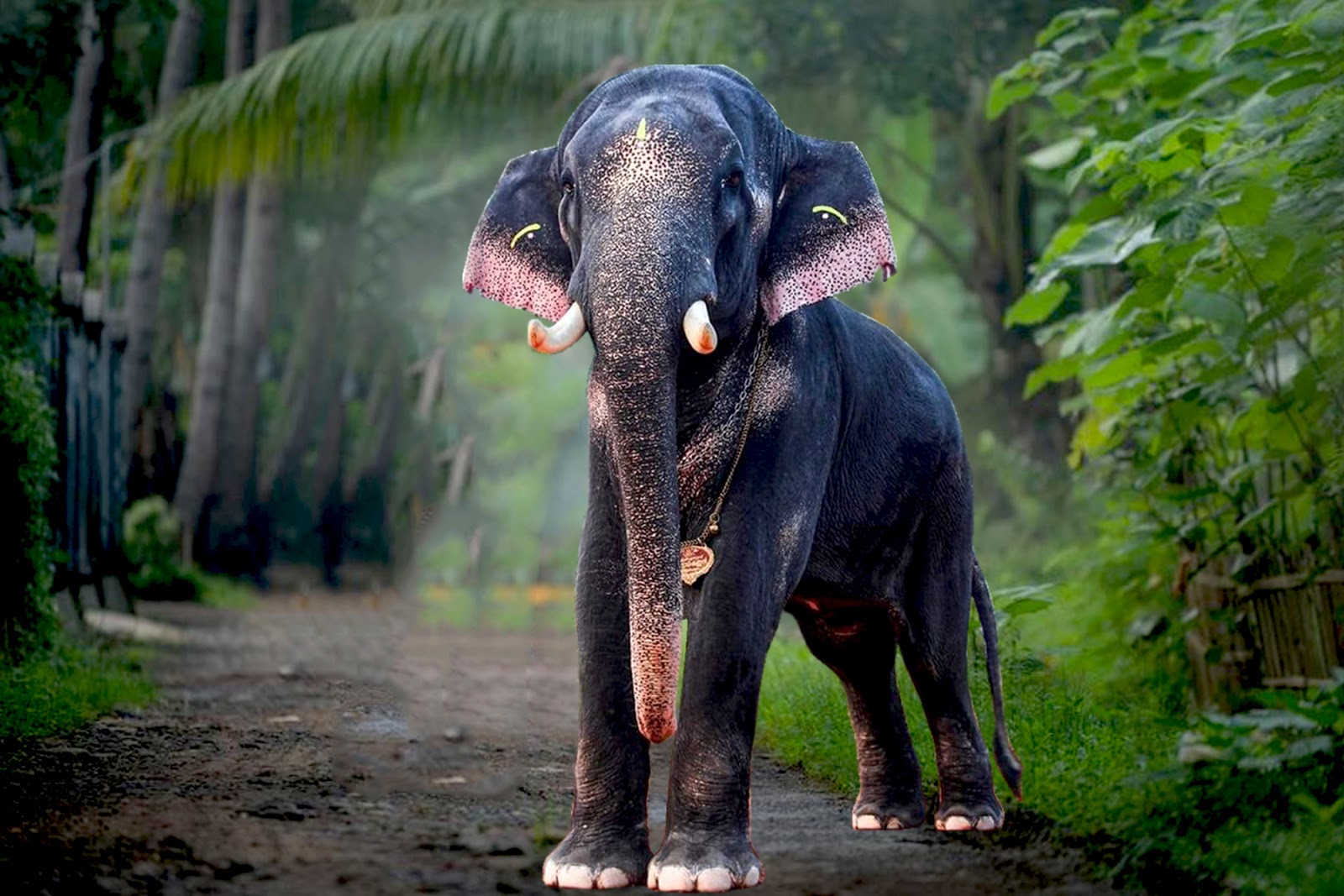 Kerala Elephants Images | Kerala elephants wallpapers HD | Kerala ...