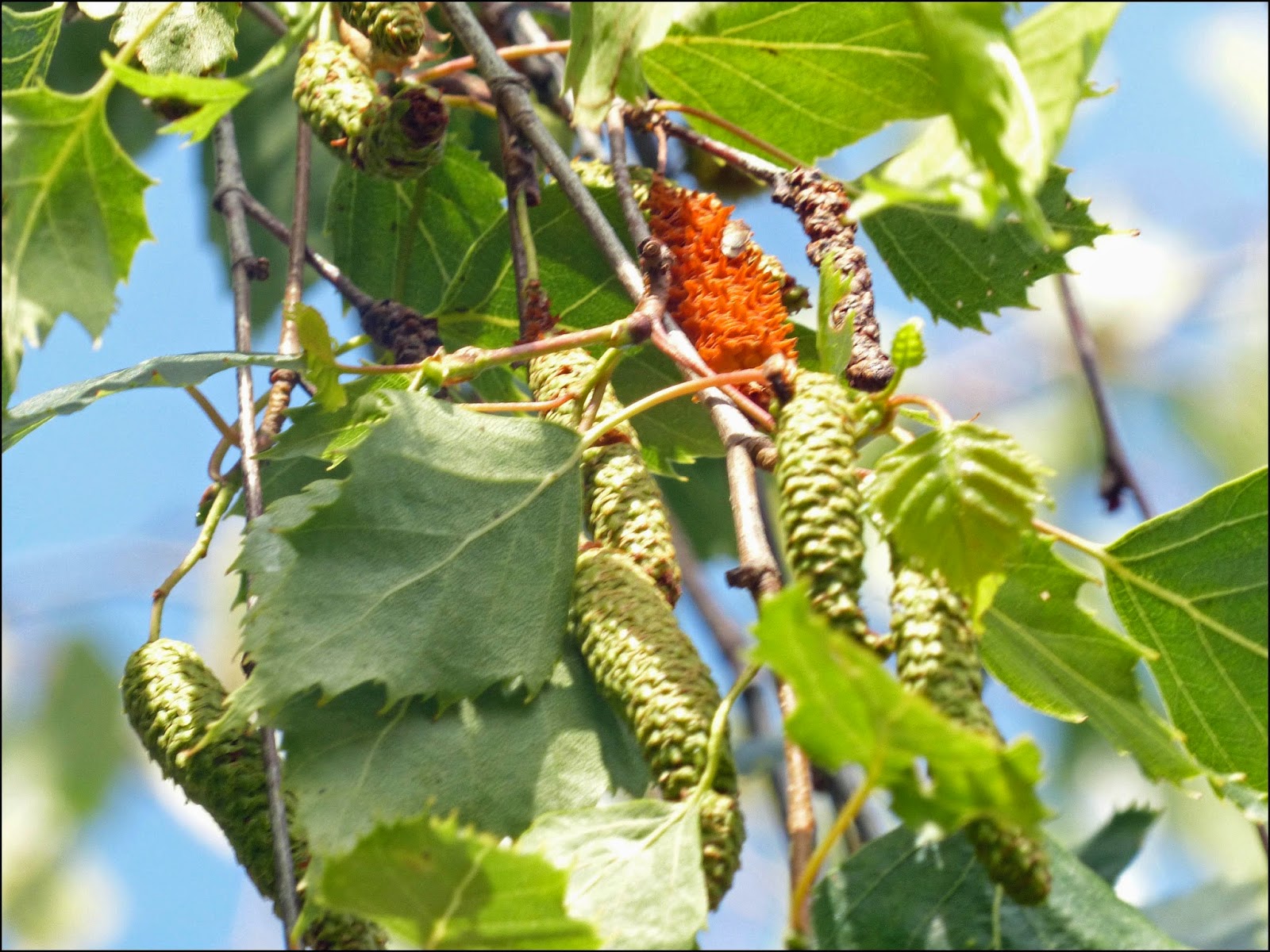 Wild and Wonderful: Tree Following ~ Silver Birch in July