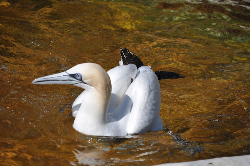 ZOOTOGRAFIANDO (6.100 ANIMALS): ALCATRAZ COMÚN / NORTHERN GANNET (Morus ...