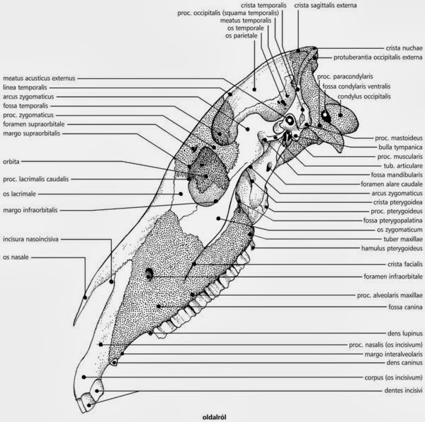 A.K.Ü. VETERİNER FAKÜLTESİ, ANATOMİ A.D.: OSSA CRANII ATLASI...