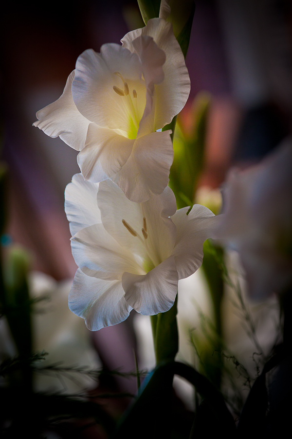 Jacron Photography.: Morne´& Henriette Wedding, Dubula Lodge.