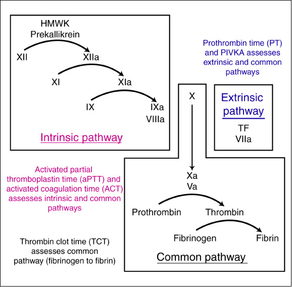 COAGULATION PROFILE RESULT EXPLAINED