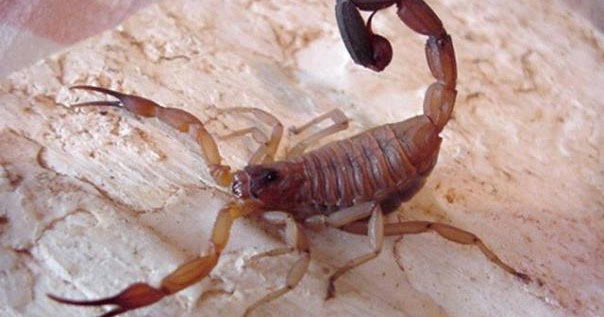 Healthy Lifestyle: Scorpion Venom used in The Treatment of Cancer Cells
