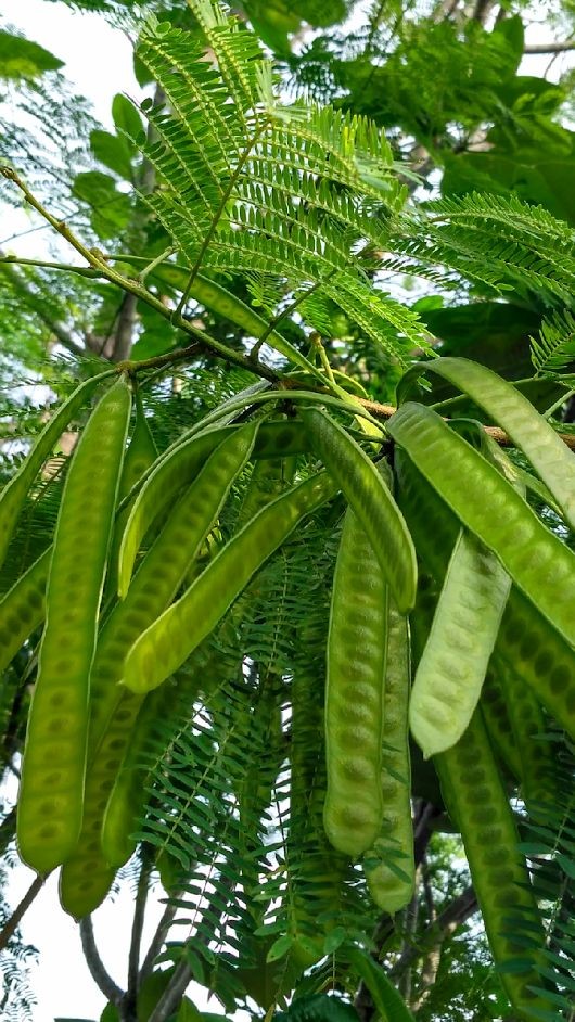 Pohon petai cina ~ INPOHON