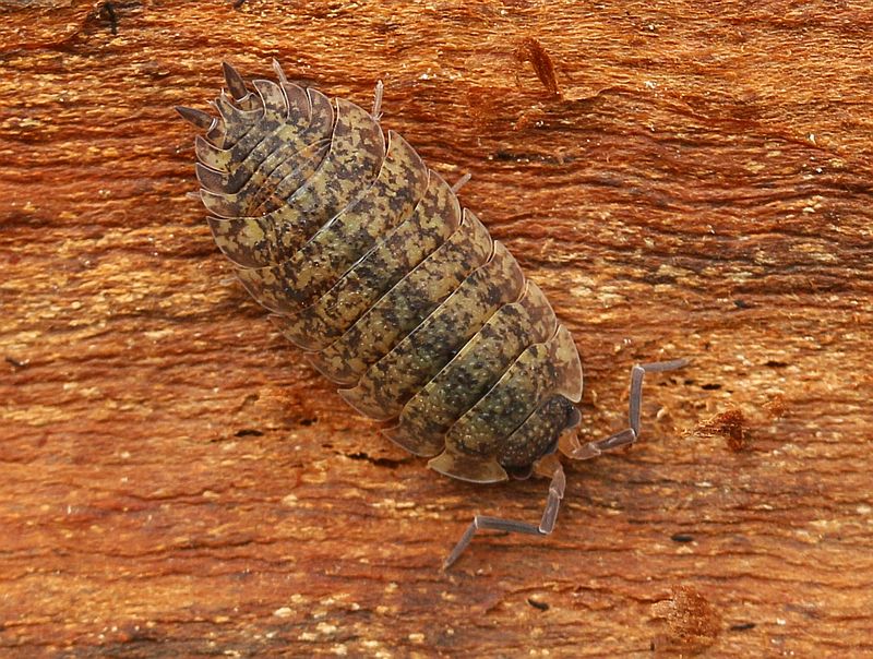 Naturwunder ...: Assel im Detail