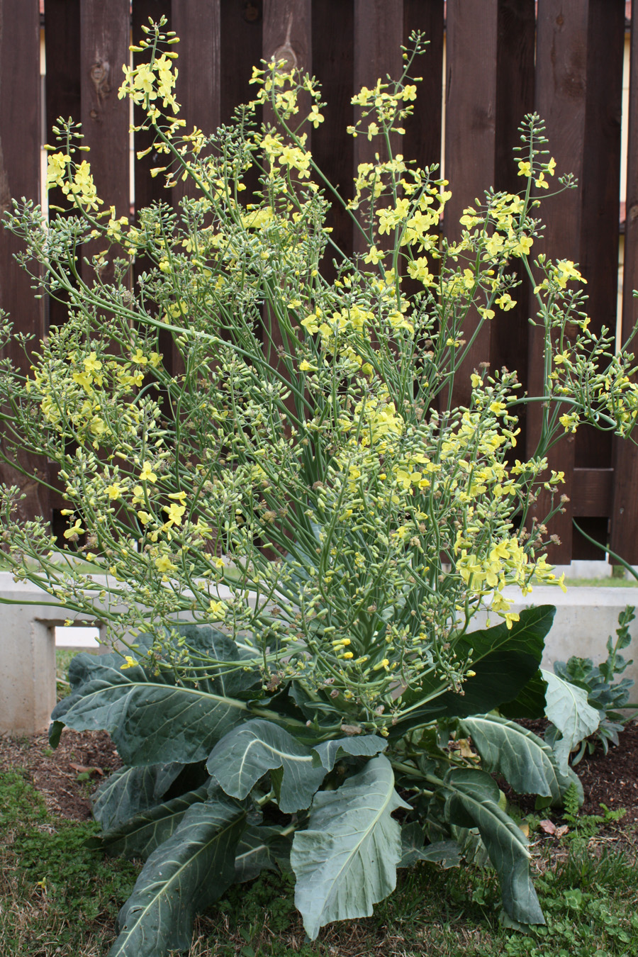 Temperate Climate Permaculture: Cauliflower Flowers!
