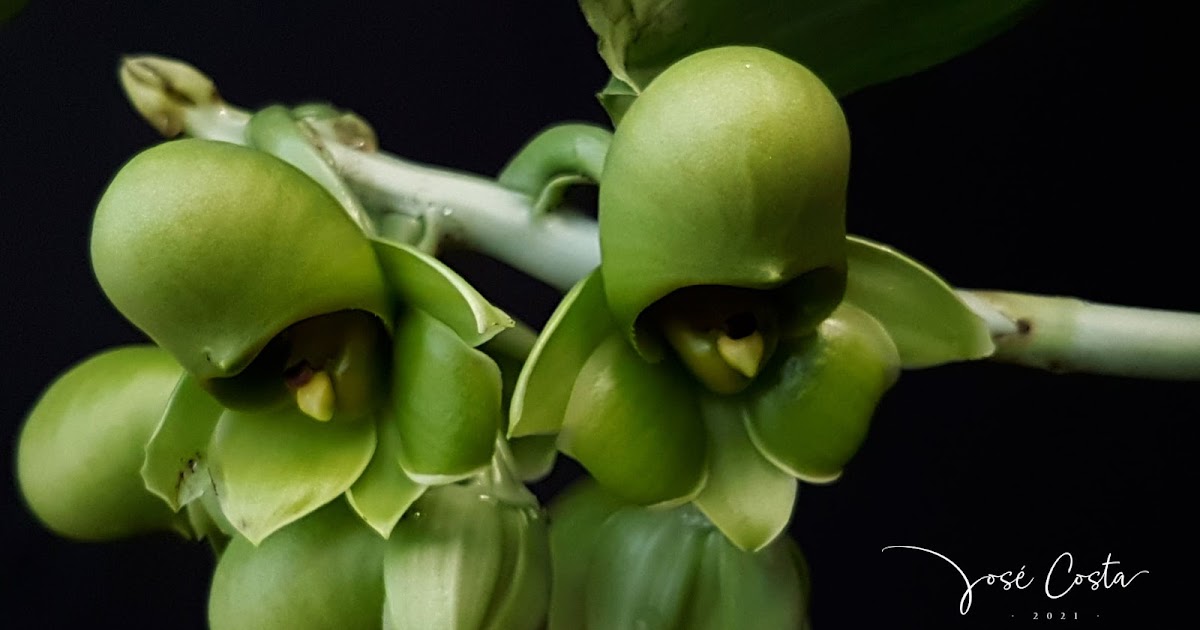 Catasetum expansum