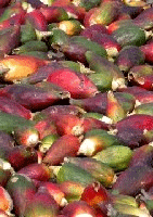 nature remedies: MEDICINAL USES OF ALLIGATOR PEPPER