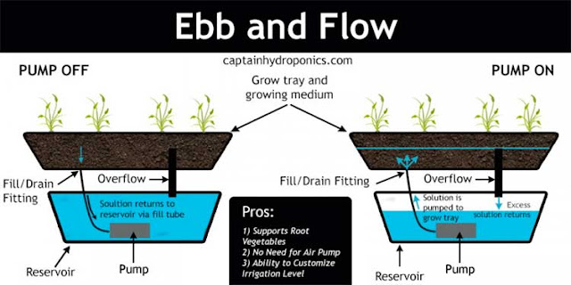 PERTANIAN: Hidroponik Sistem EBB & FLOW SYSTEM