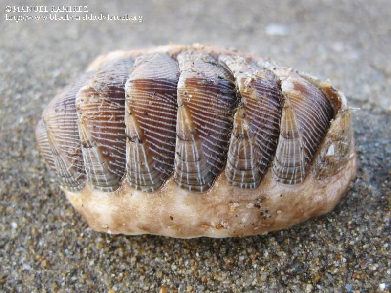 FAUNA-CERCANA: diciembre 2016