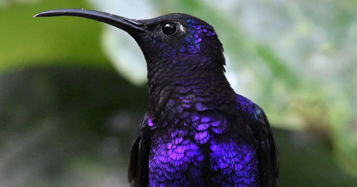 Las Aventuras: A Charm of Hummingbirds