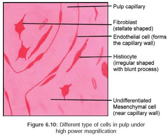 Dental pulp 1 l Oral histology and biology MCQs for dental students ...