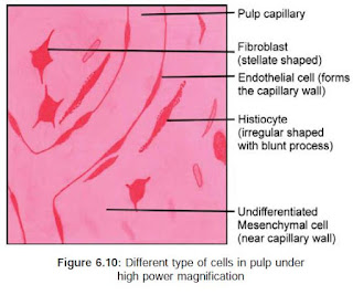 Dental pulp 1 l Oral histology and biology MCQs for dental students ...