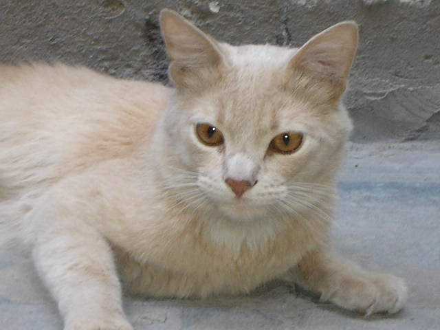 Adoptándonos: Hermoso gato color crema en adopción urgente