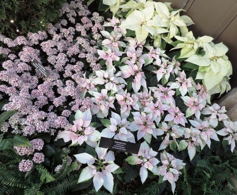 A New Prosperity: A winter visit to the enchanted forest and magical ...