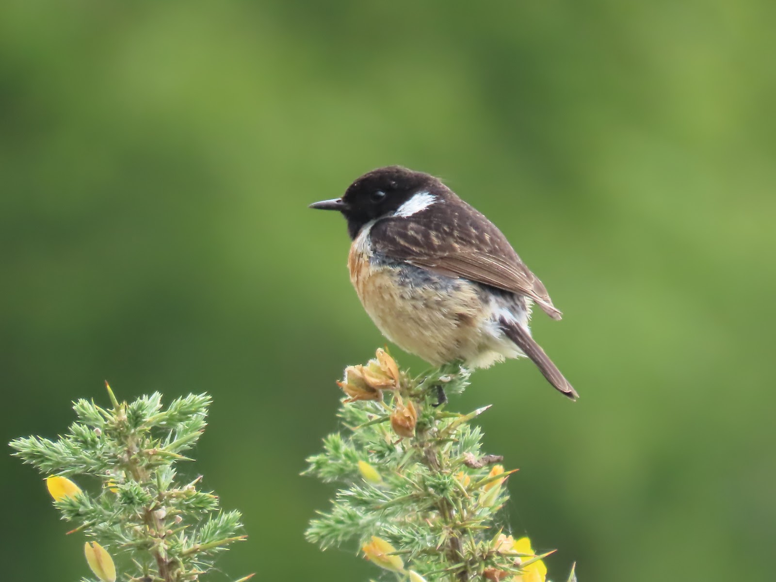 Heather's Nature Notes: SILCHESTER COMMON