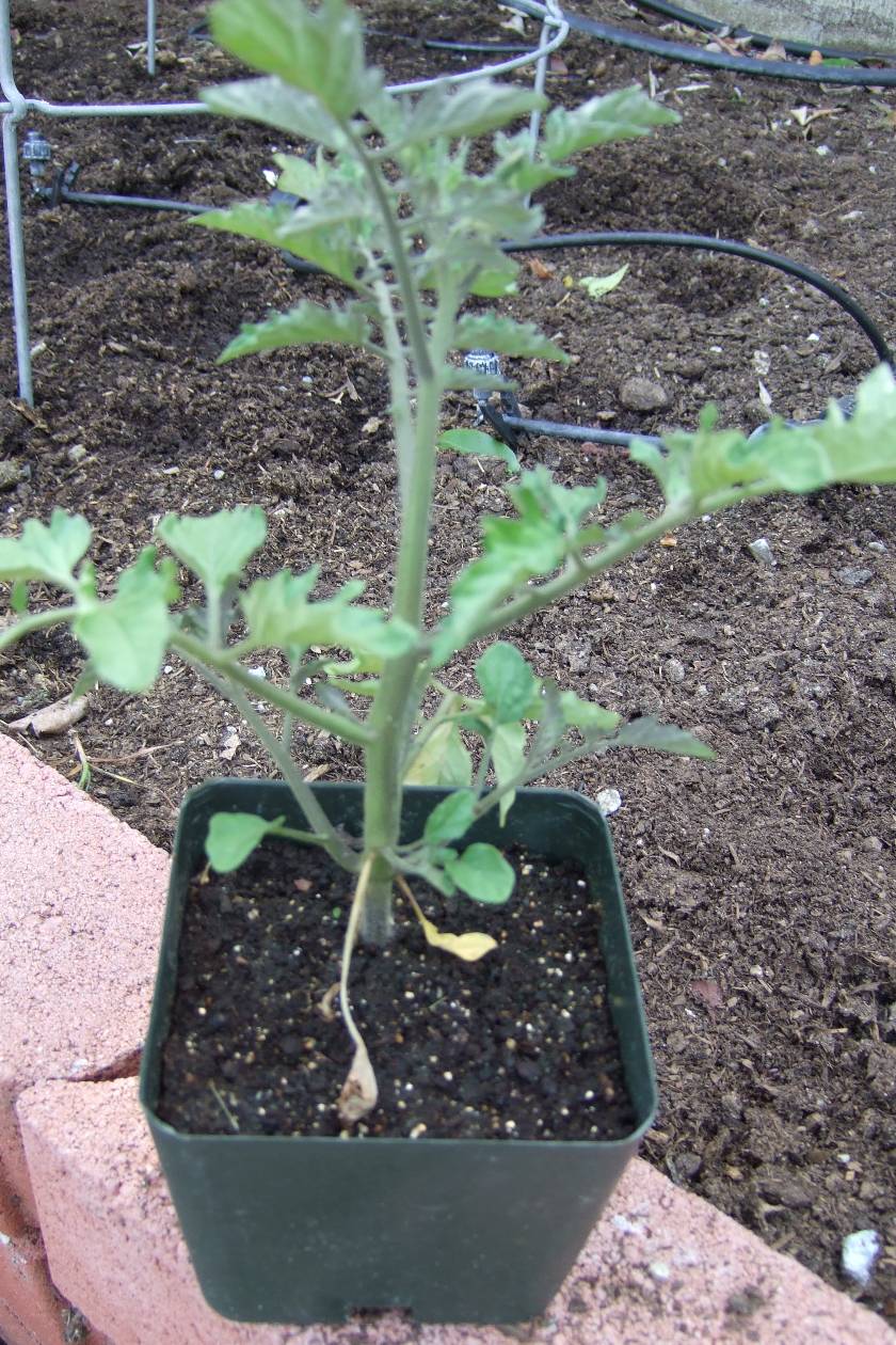 My Southern California Vegetable Garden: Transplanting Cherry Tomato ...