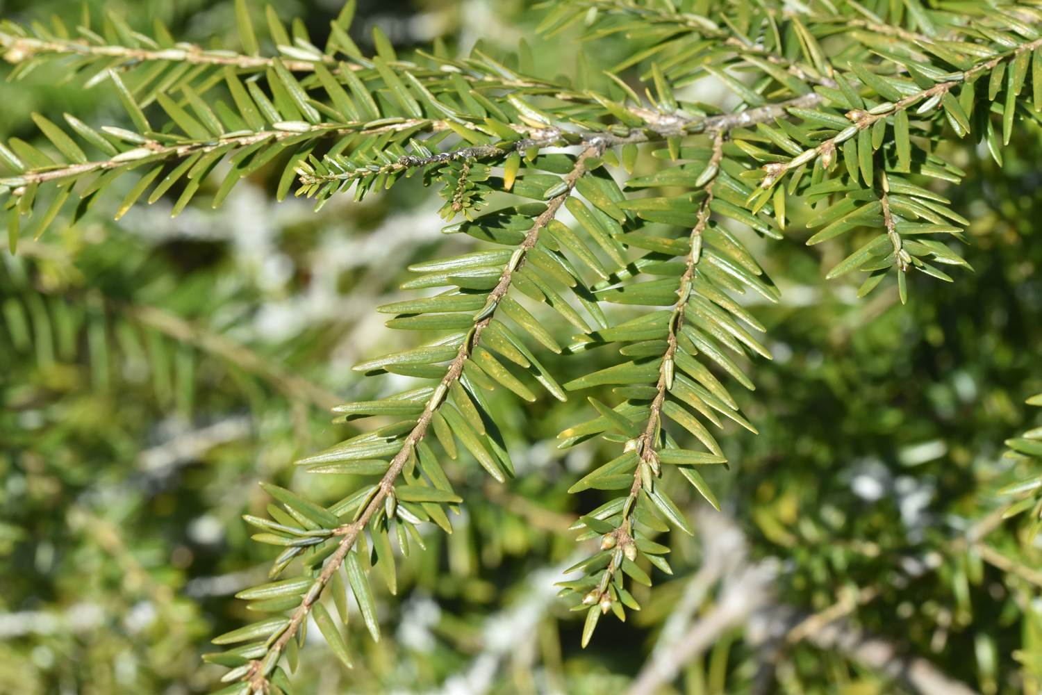 Flora ornamental, hortícola y medicinal.: Tsuga canadensis Tsuga del Canadá
