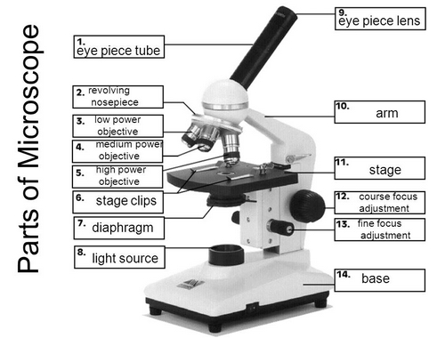 42 compound microscope labeling