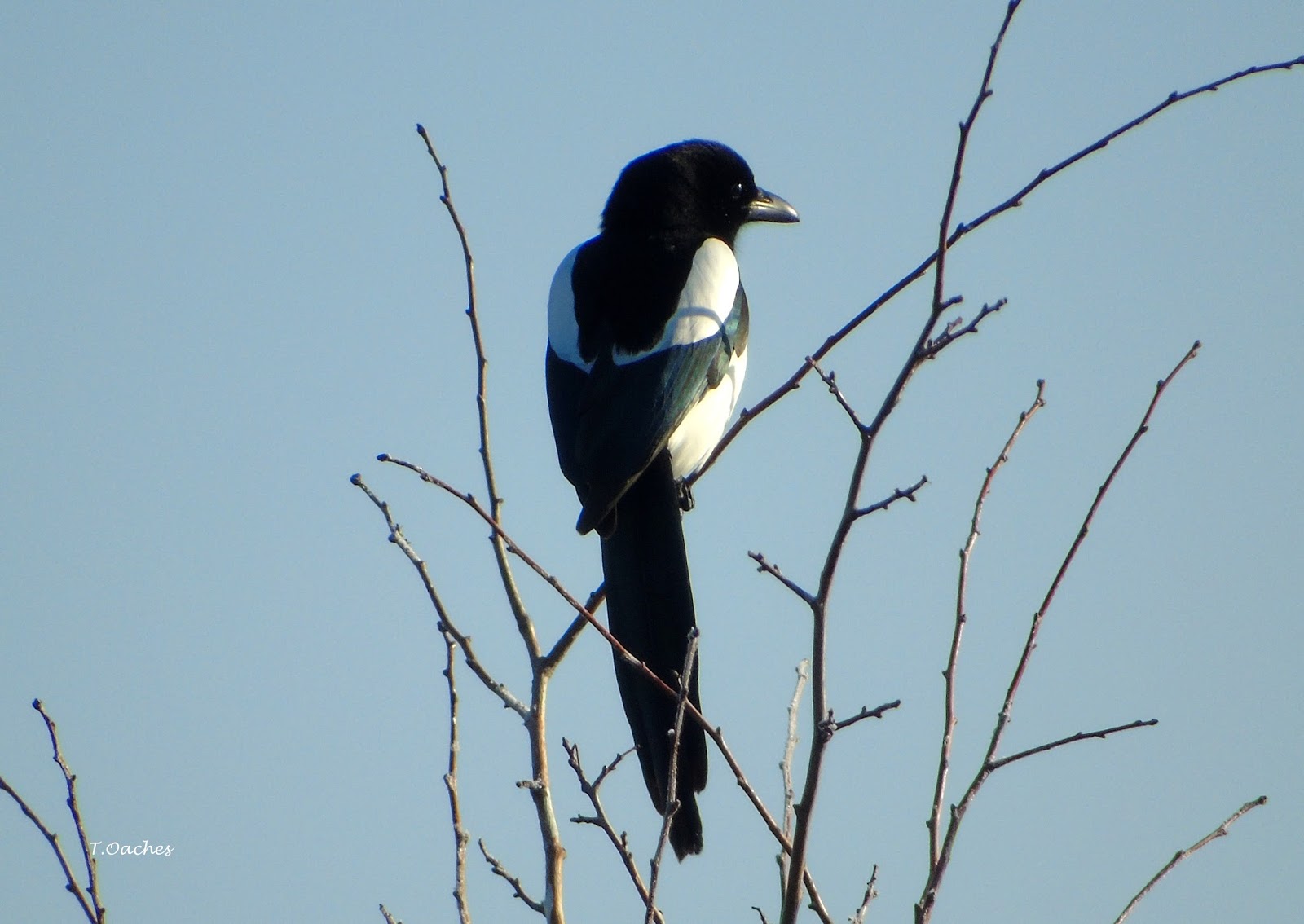 PASARI DIN ROMANIA: COTOFANA, Pica pica