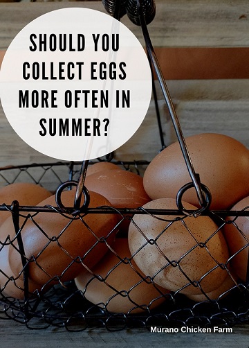 How often should you collect eggs? - Murano Chicken Farm
