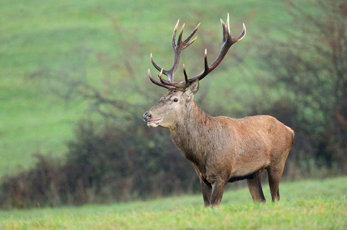 Cervi, cervoni, cervetti...