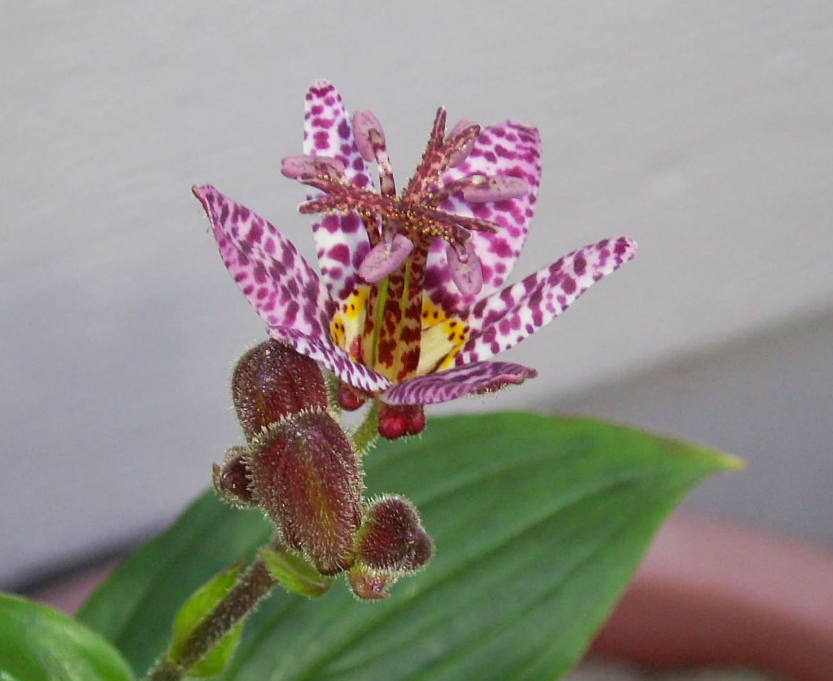 stormidae: toads in the garden