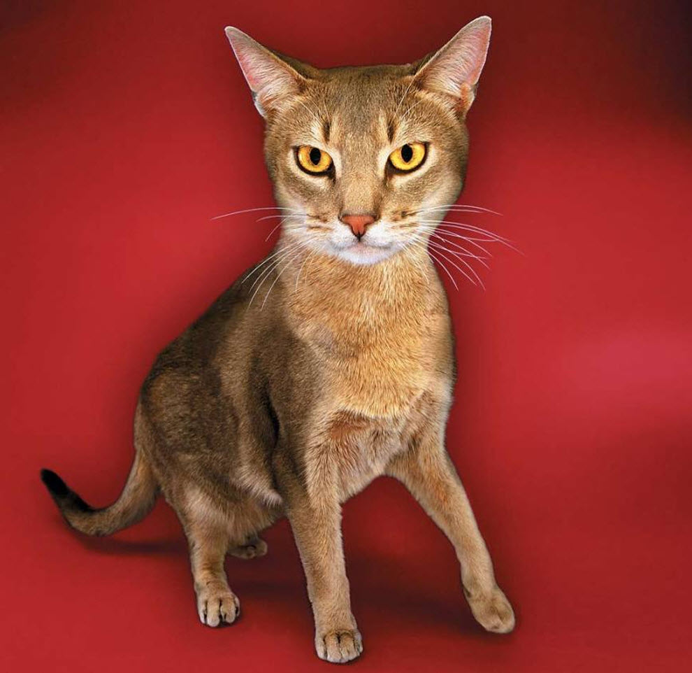 Cute Funny Animalz: Funny Abyssinian Cats New Pictures 2012
