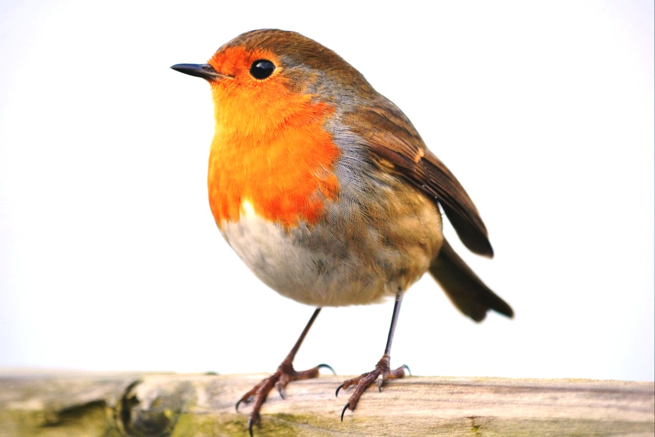 Contes d' Animals: EL PIT-ROIG