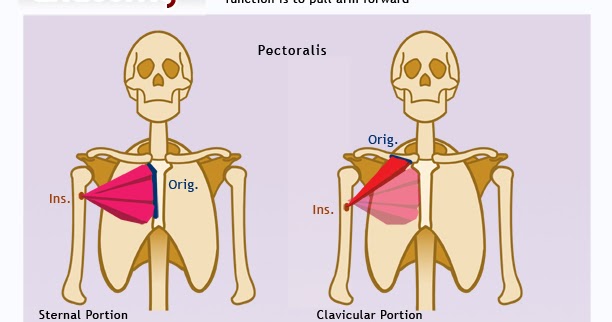Drawsh: The Pectoralis