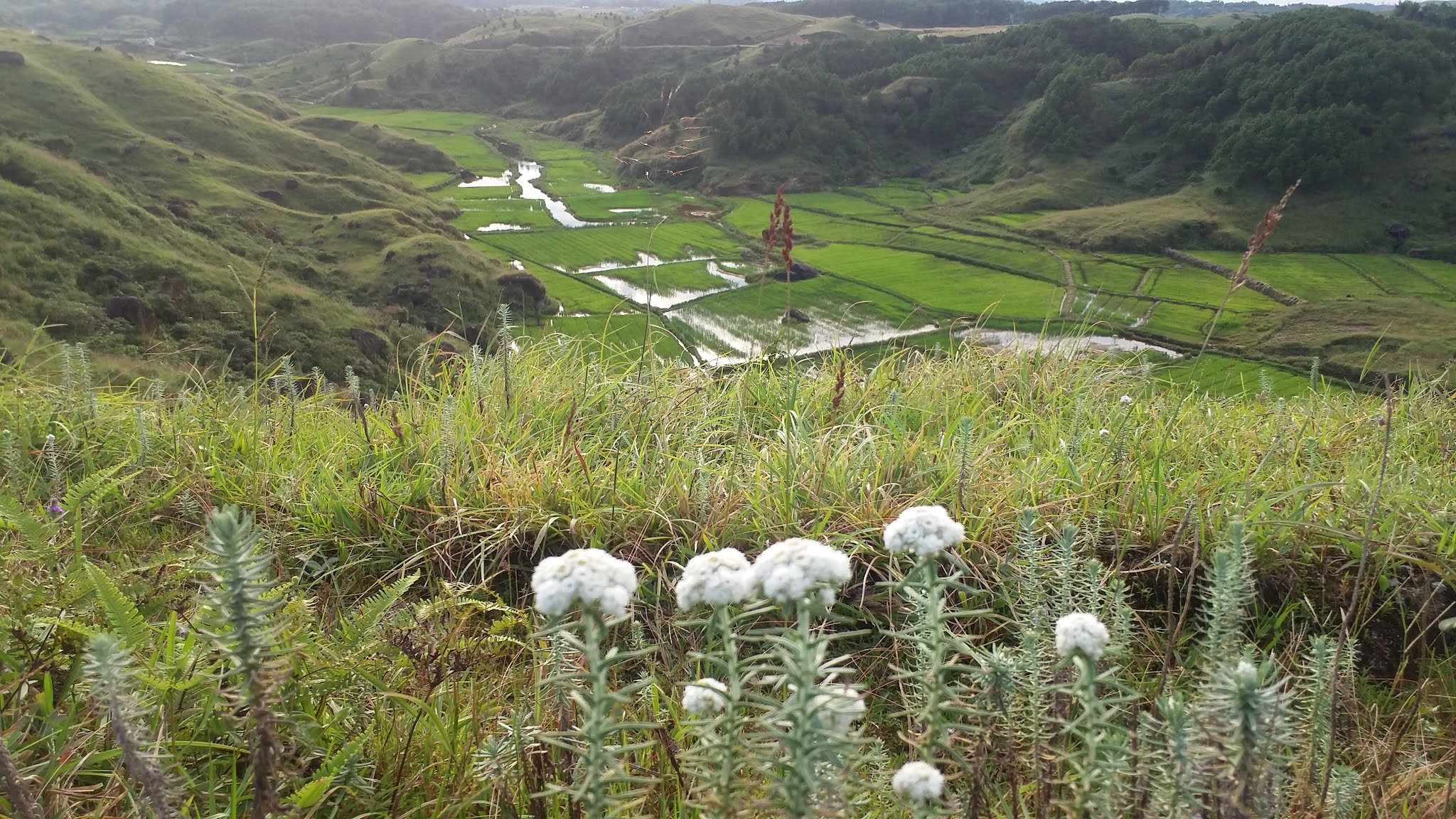 COME AND SEE: Paddy Fields at Mawkyrwat, Meghalaya