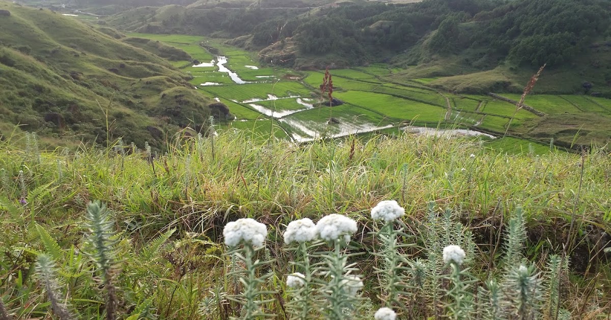 COME AND SEE: Paddy Fields at Mawkyrwat, Meghalaya
