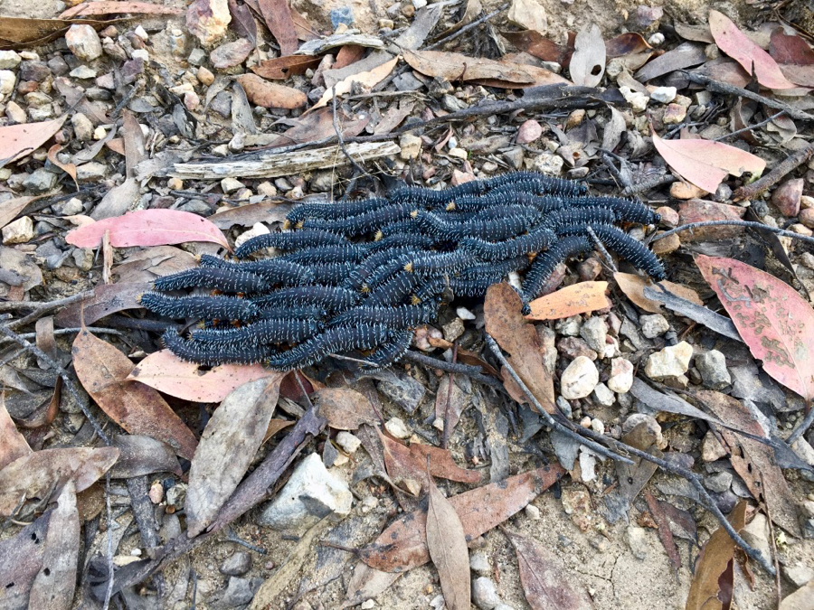 Variety of Life: Pergidae