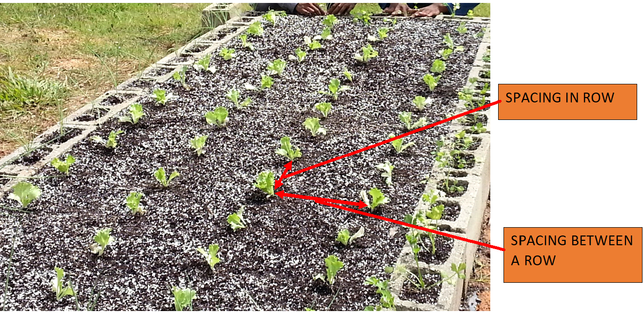 Grow Box Gardening: Transplanting Seedlings in the Grow Box