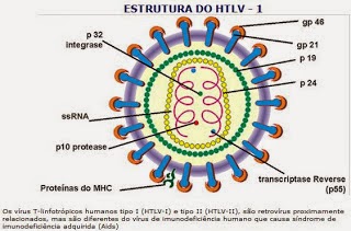 HTLV (VÍRUS LINFOTRÓPICO DA CÉLULA HUMANA) ~ Sexualidade, doenças ...