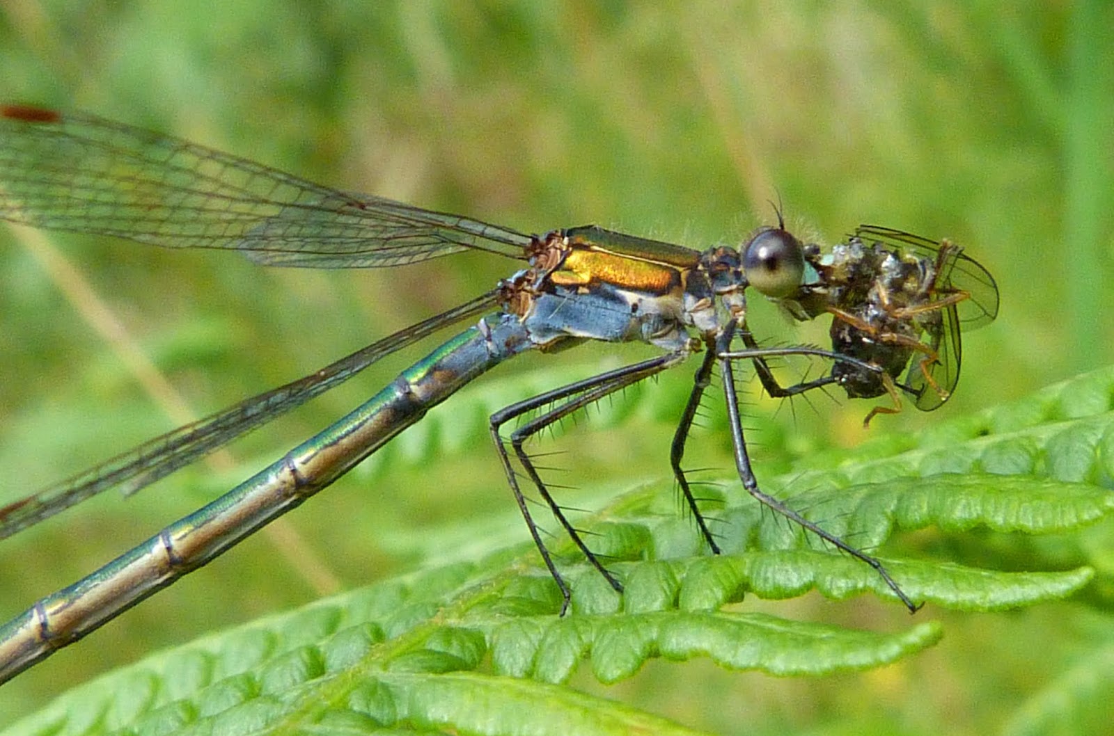 Insects of Scotland: Dragonflies/Damselflies