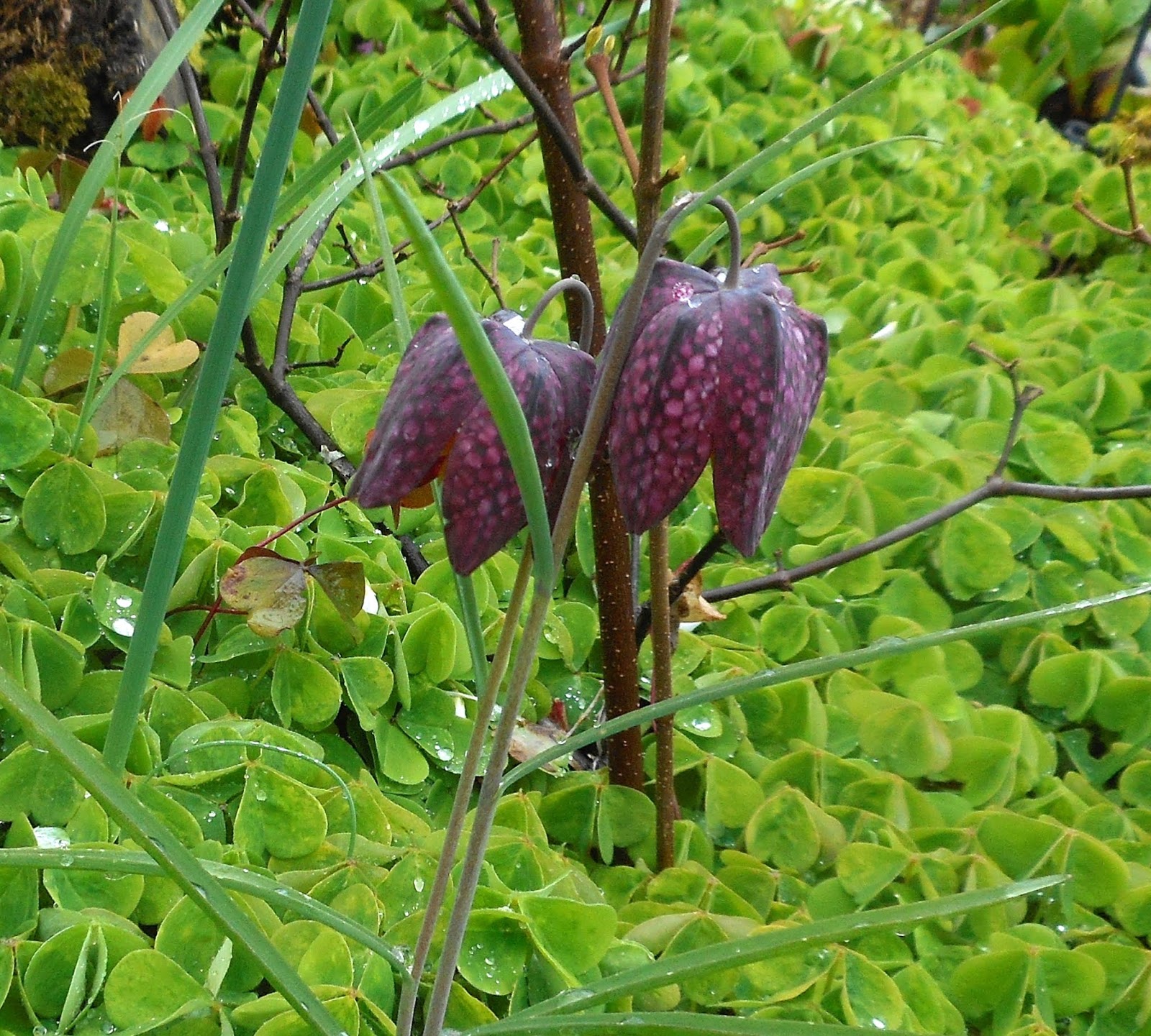 Gardening With Grace: Plant of the Week: Fritillaria