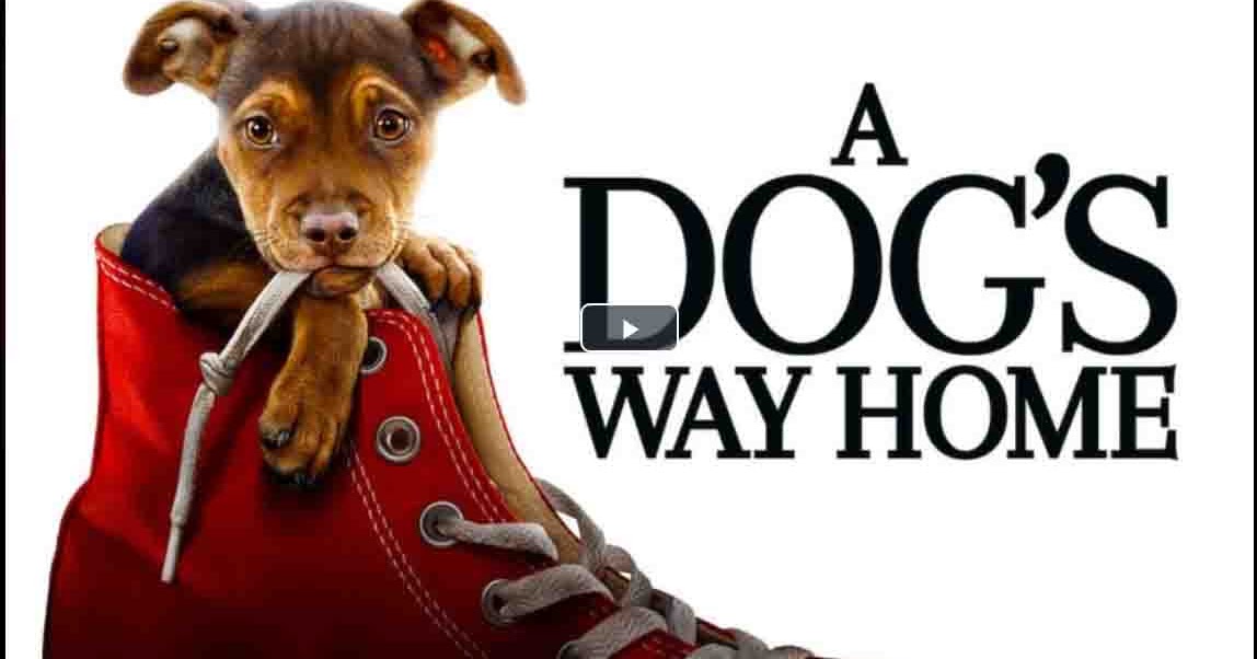 A Dog's Way Home | Bioscoop NetFlix
