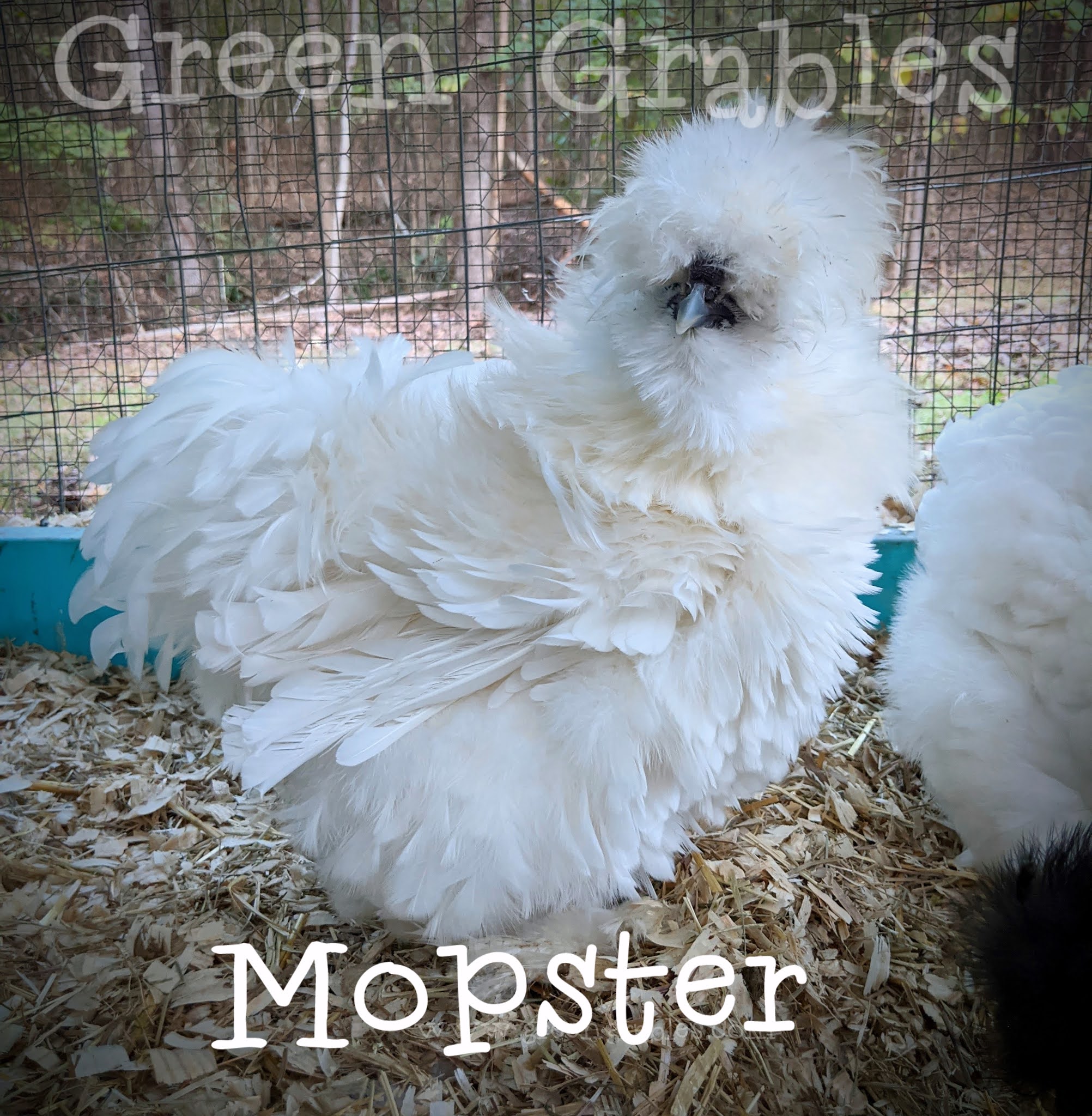 Partridge Silkies Frizzle Cross