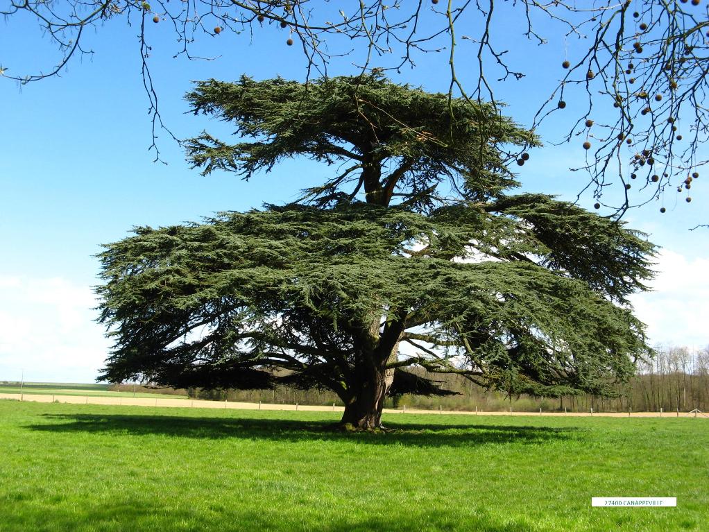 Essentiellement Natur'Elle: Cèdre (Cedrus libani A. Rich)