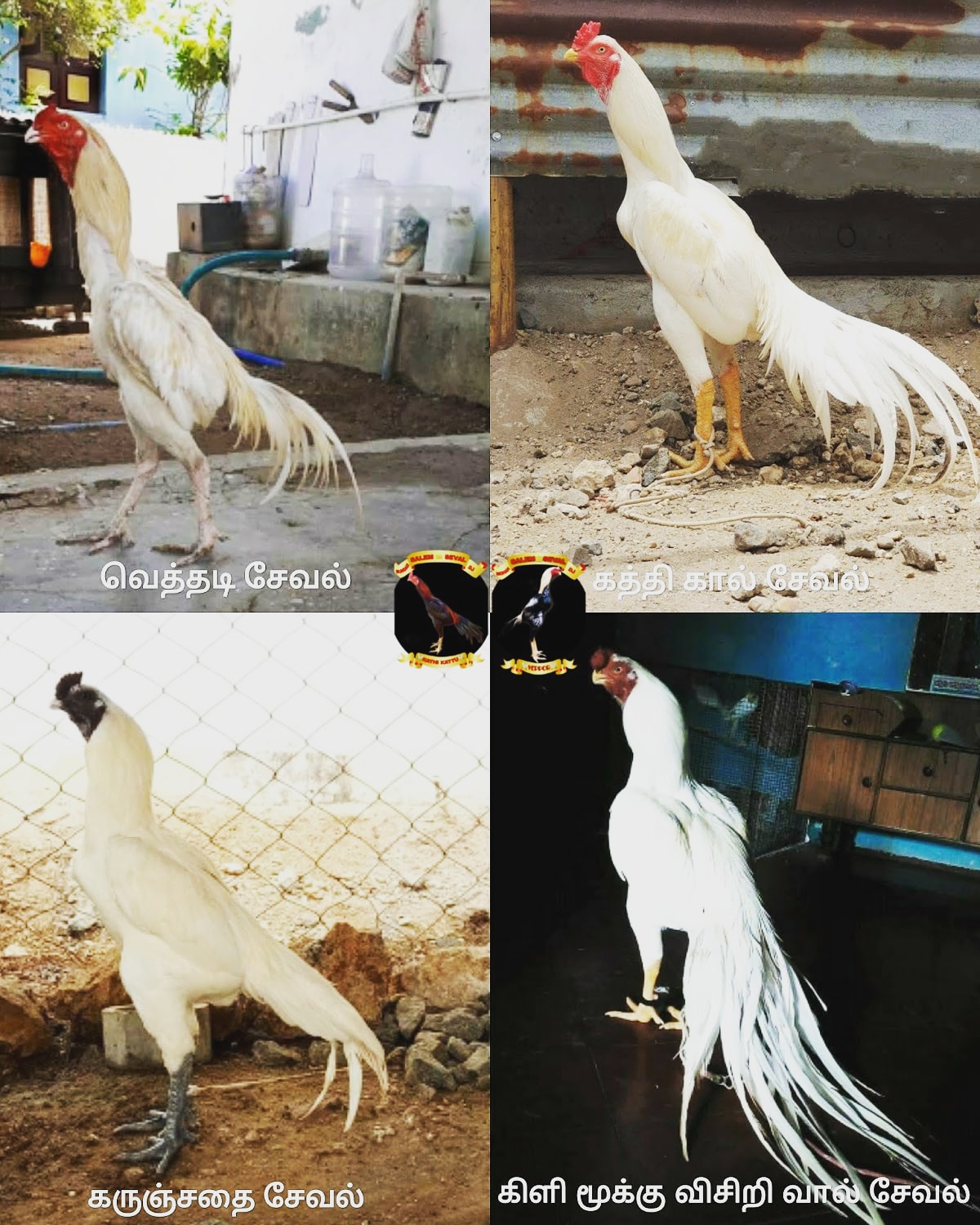 தமிழ்நாட்டின் சேவல் சண்டை, அதன் வகைகள் Tamil nadu seval sandai and it's ...